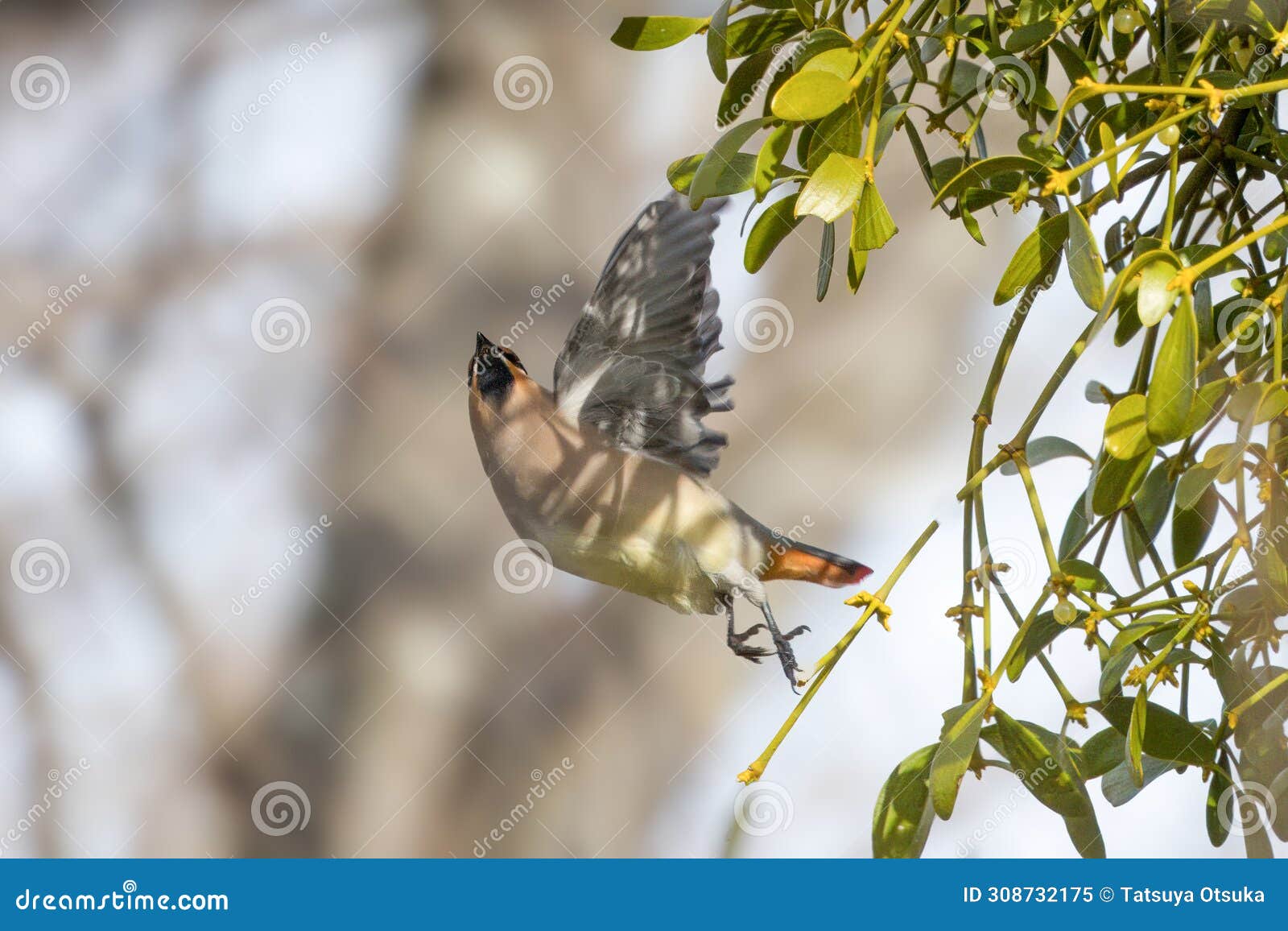 A Waxwing Bird Jumping Out of a Tree Stock Image - Image of wing ...