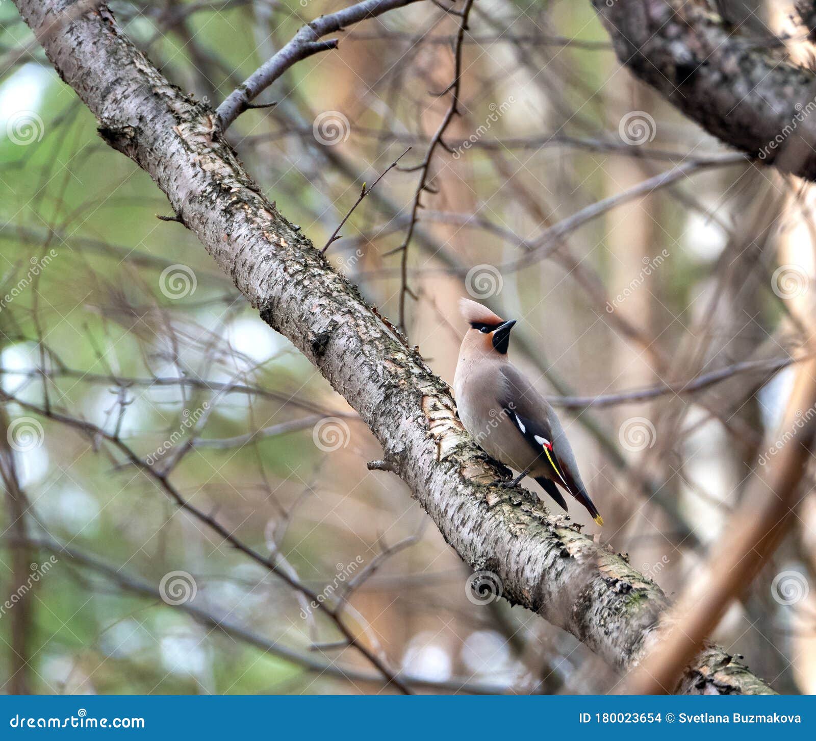 The Waxwing is Sitting on a Thick Birch Branch. the Bird Turned Its ...