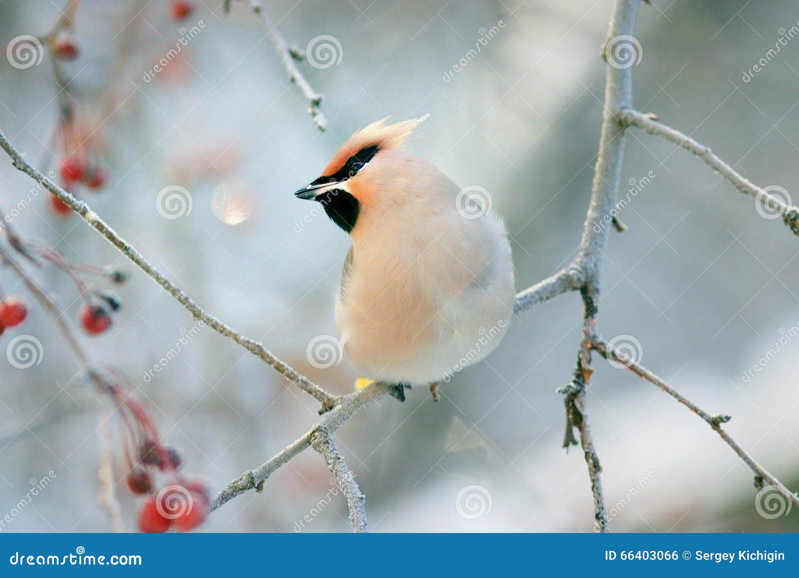 Waxwing winter small bird stock photo. Image of feather - 66403066