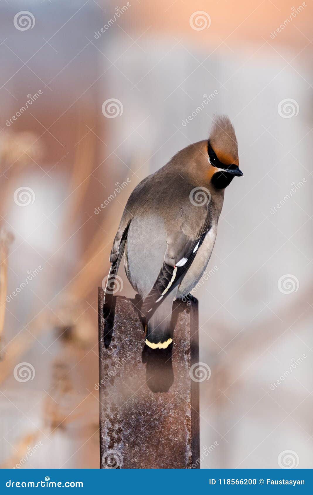 Waxwings on a Metal Crossbeam Stock Photo - Image of migratory ...