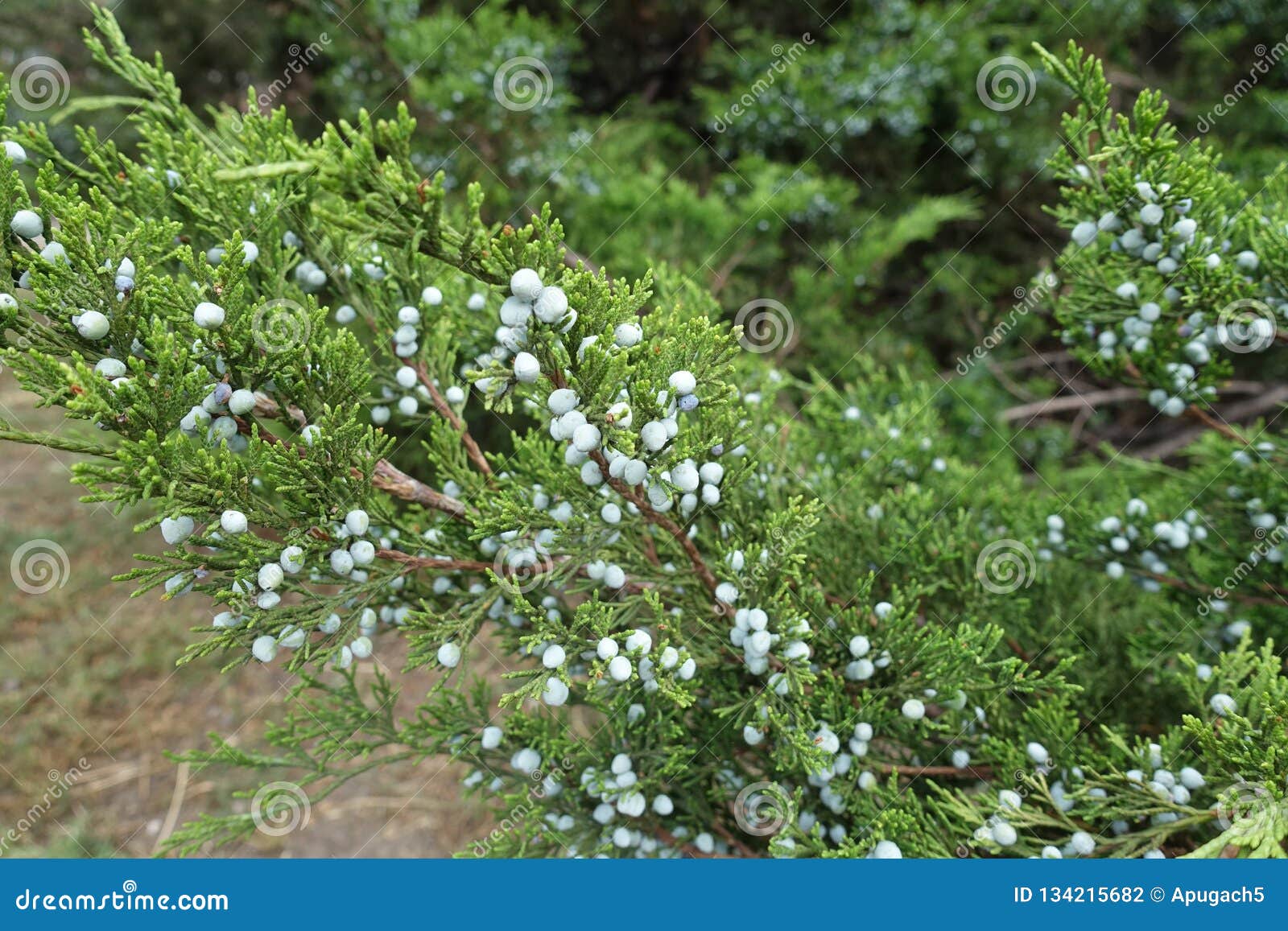 Waxy Berries on Branch of Savin Juniper Stock Photo - Image of ...