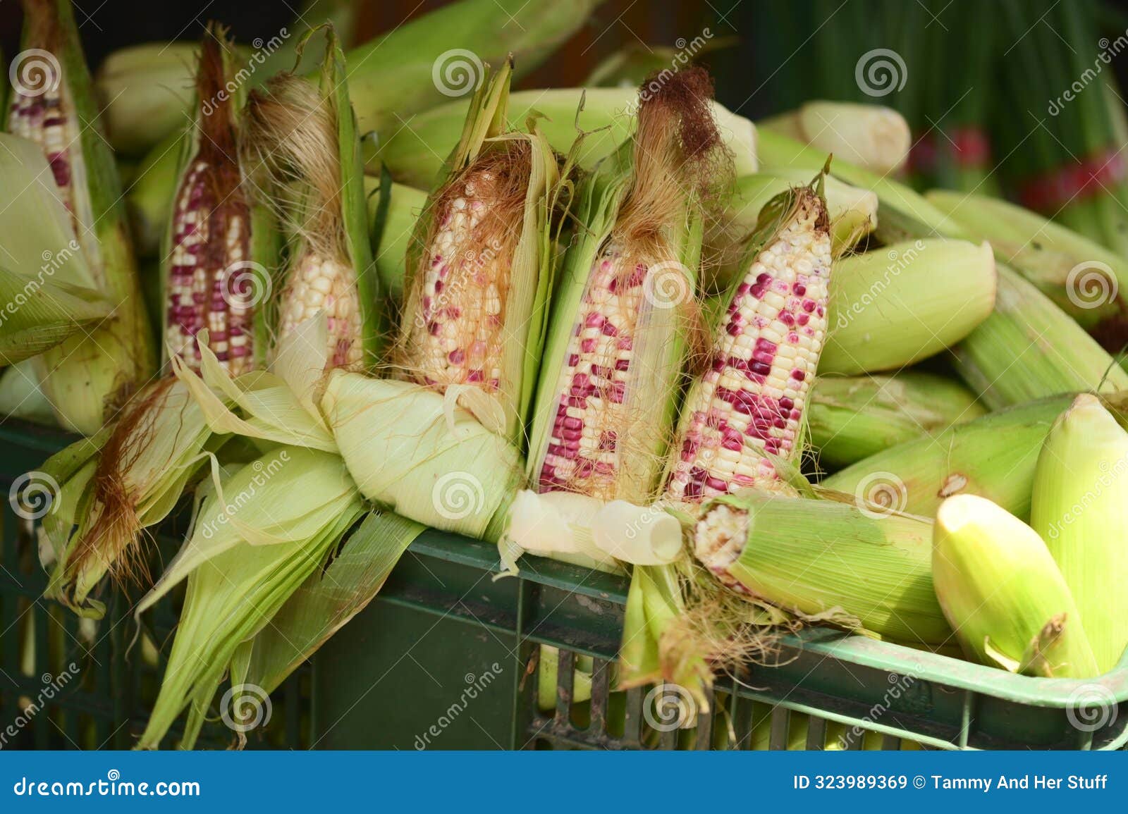 Waxy Corn On White Background Royalty-Free Stock Image | CartoonDealer ...