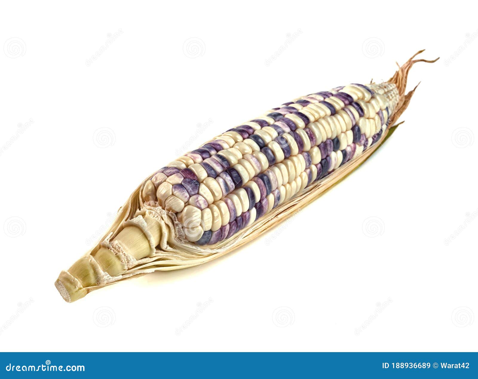 Waxy Corn Isolated on White Background Stock Image - Image of kernels ...