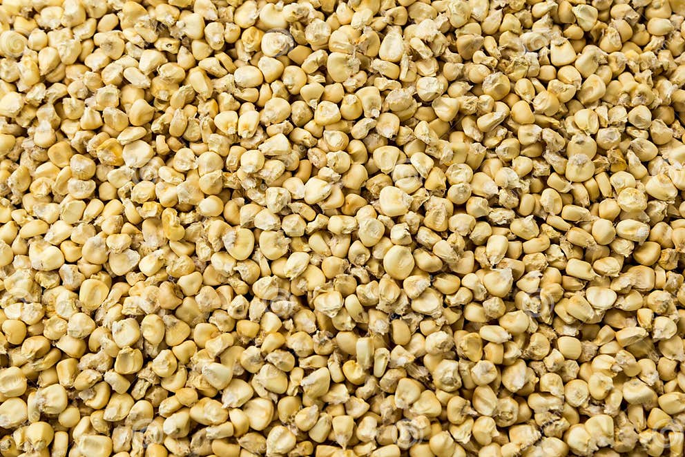 Waxy Corn Seeds stock image. Image of crop, nature, detail - 56251089