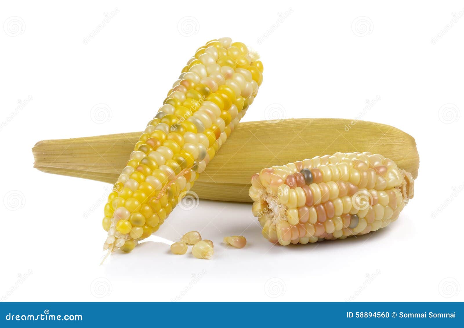 Waxy Corn Or Zea Mays Ceratina From Agricultural Corn Plantation Stock ...