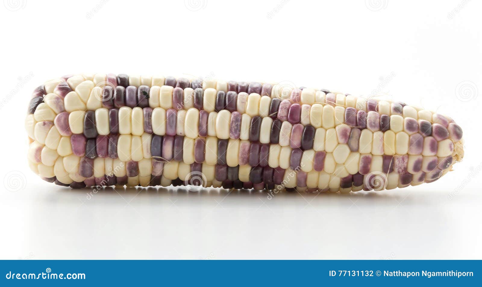 Waxy Corn Or Zea Mays Ceratina From Agricultural Corn Plantation Stock ...