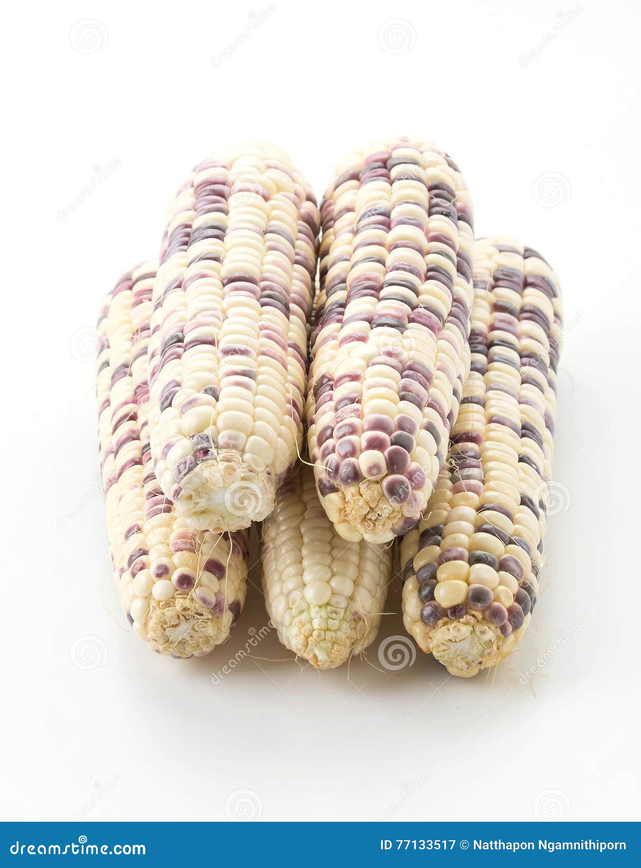 Waxy corn stock image. Image of food, grain, fresh, nutrition - 77133517