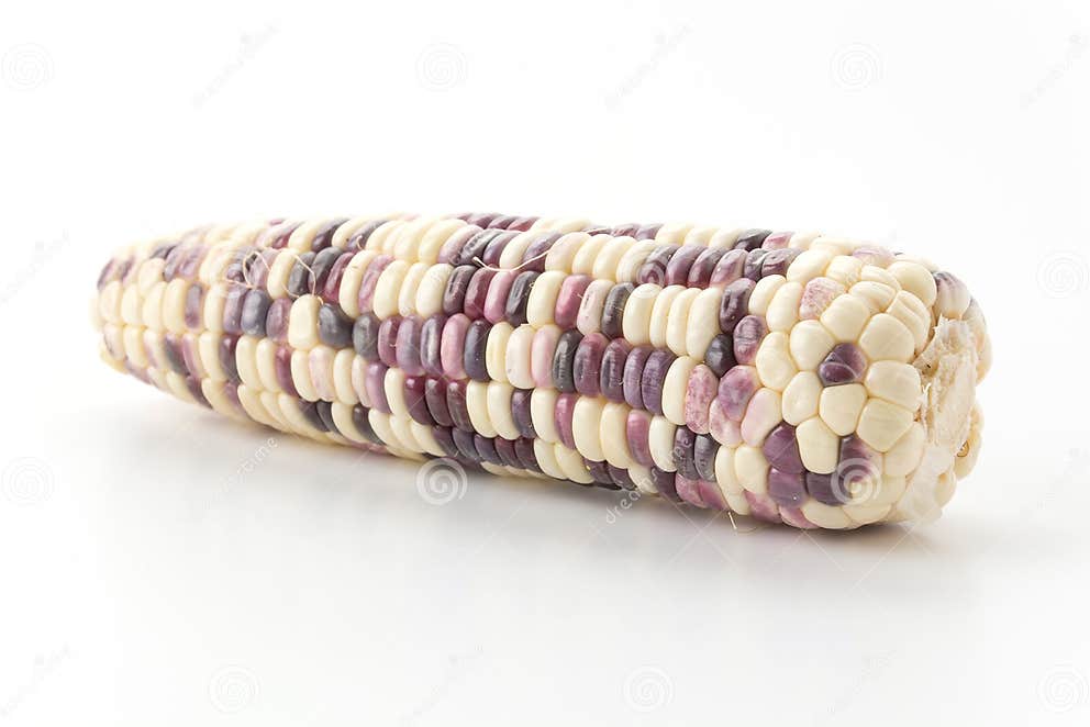 Waxy corn stock photo. Image of color, vegetable, food - 77135492