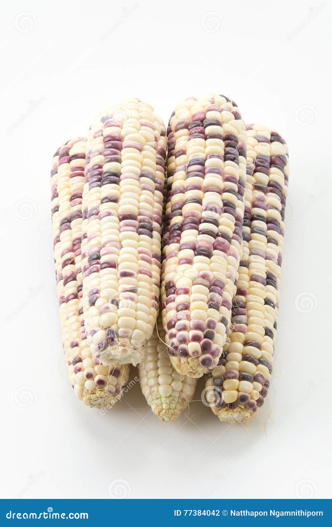 Waxy corn stock photo. Image of color, waxy, grain, agriculture - 77384042