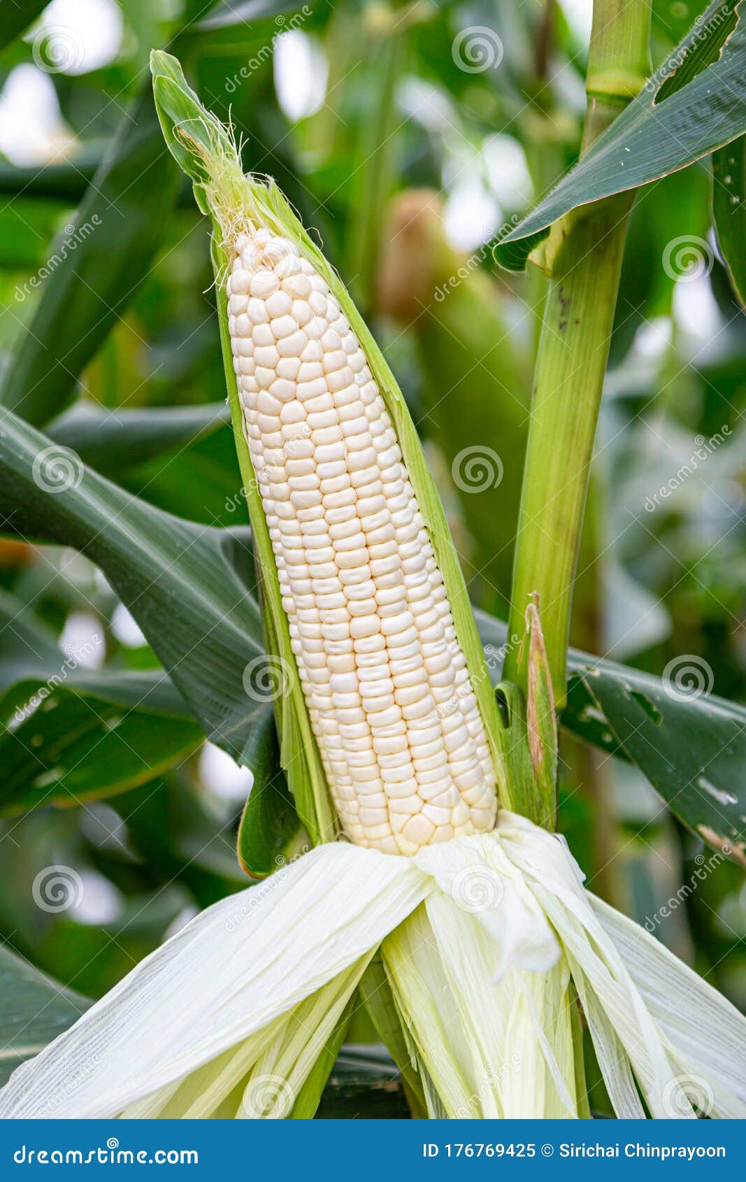 Waxy corn stock image. Image of corn, growing, organic - 176769425