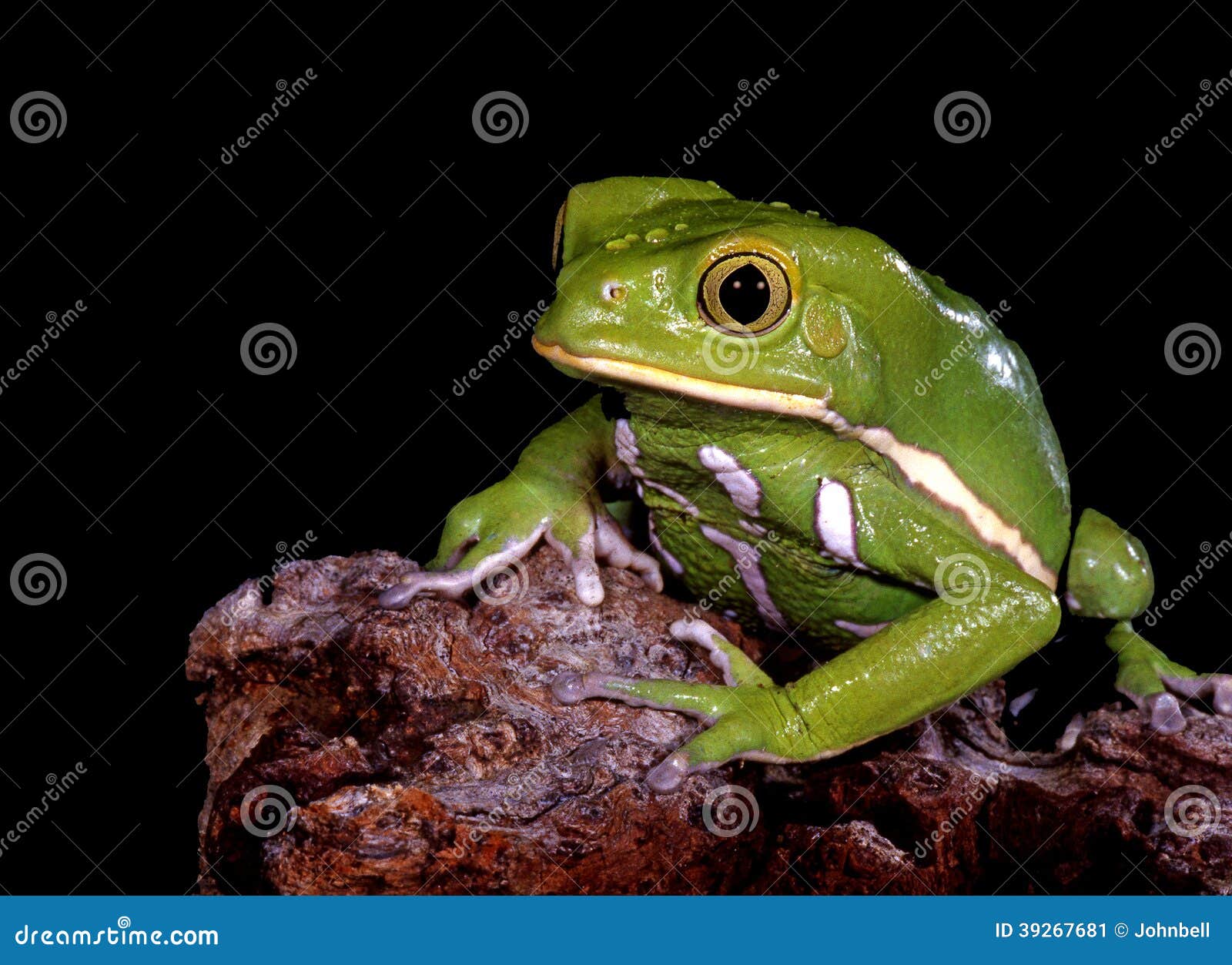 Waxy Monkey Tree Frog. stock image. Image of amphibian - 39267681