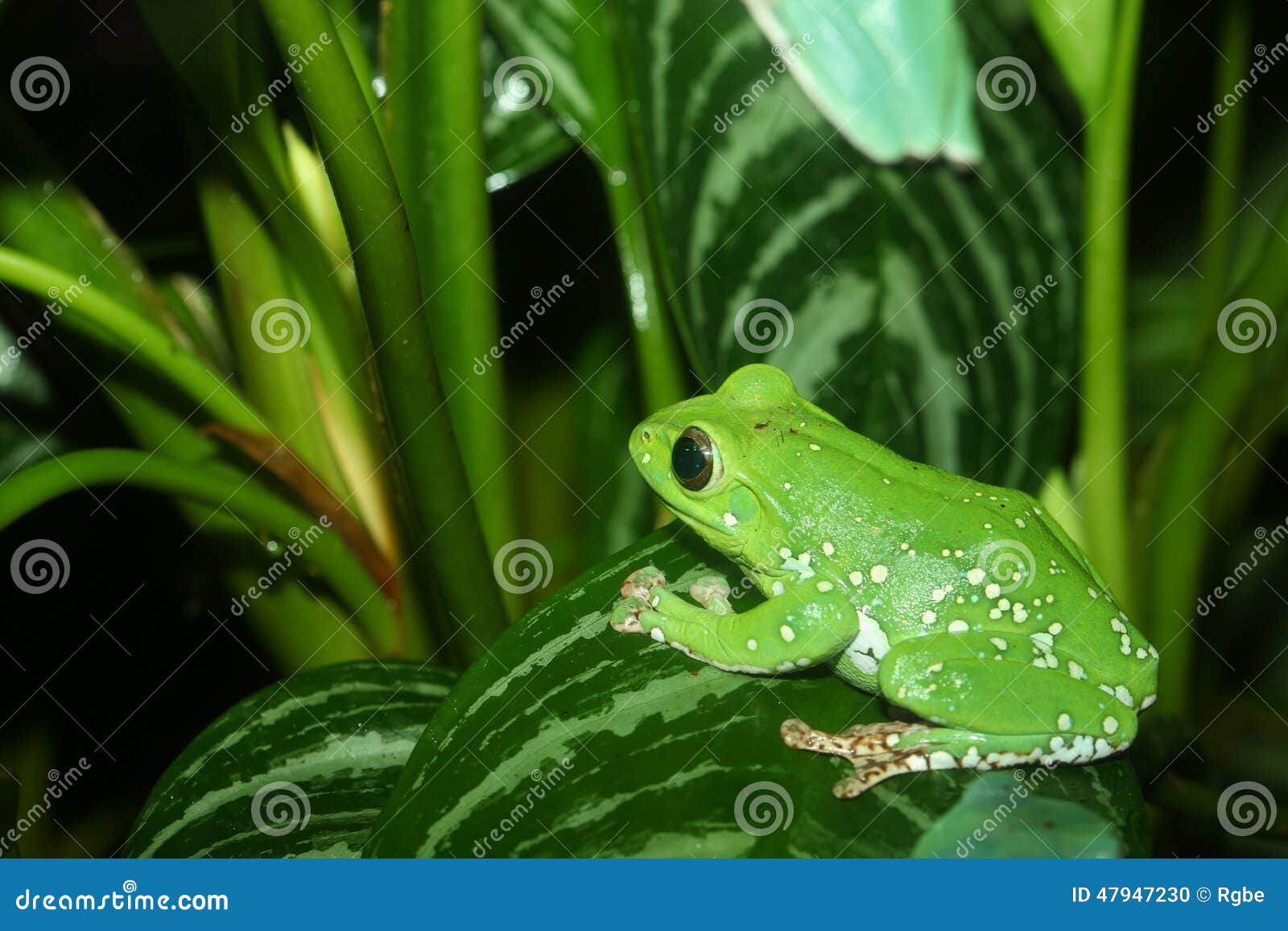 Waxy monkey tree frog stock photo. Image of close, waxy - 47947230