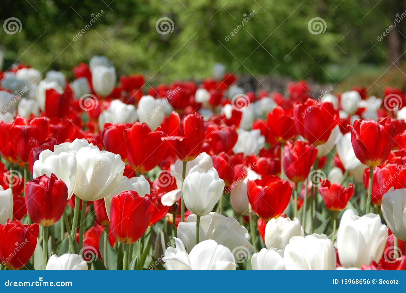 Waxy red and white tulips stock photo. Image of flowers - 13968656
