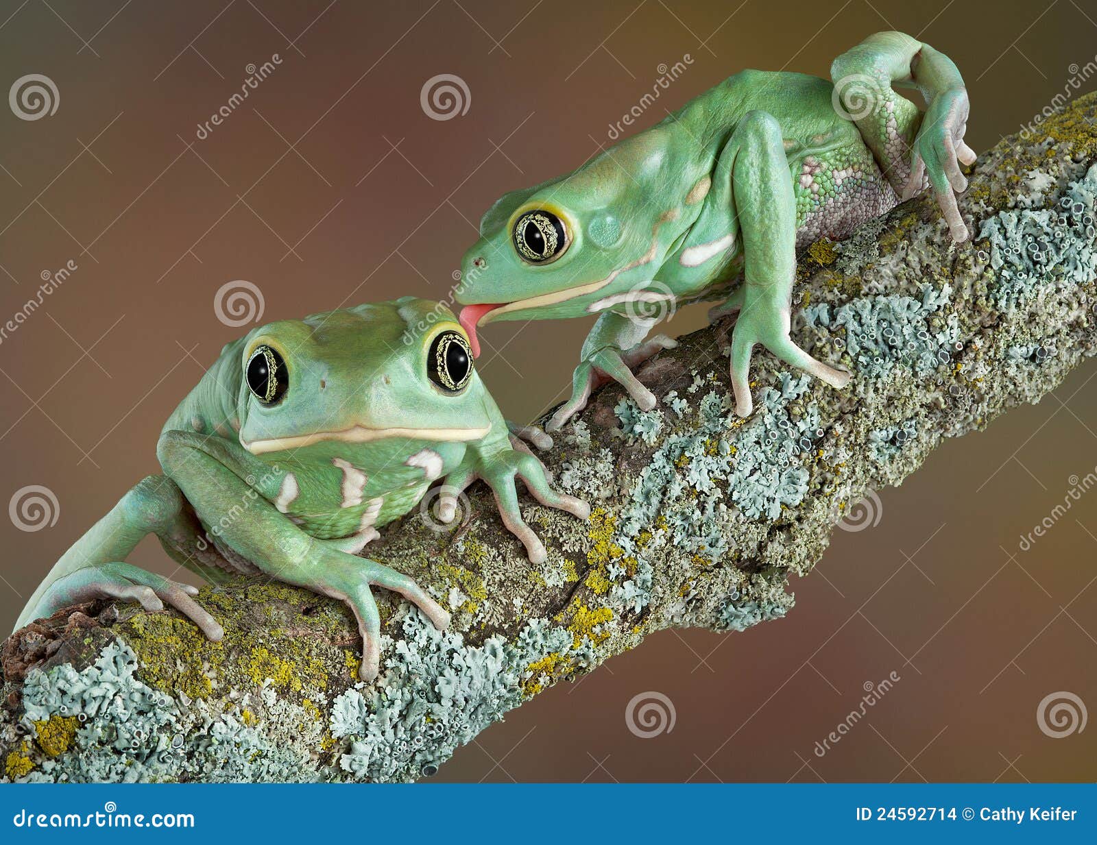 Surprised Frog Stuck, Looking Out A Hole In Domestic Bathroom Basin ...