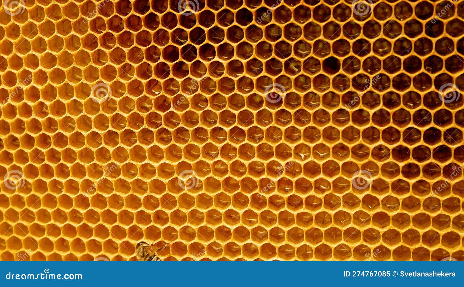 Waxy Yellow Honeycomb in Which Liquid Honey is Visible Stock Image ...