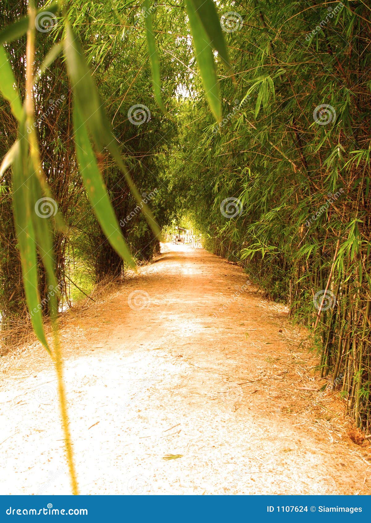 Way of bamboo 7 stock photo. Image of rural, life, coolness - 1107624