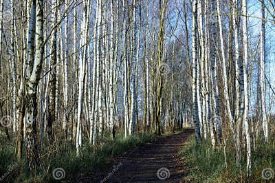 A way through birch forest stock image. Image of scene - 83206565