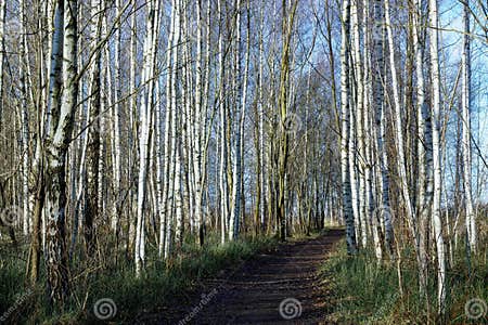 A way through birch forest stock image. Image of scene - 83206565