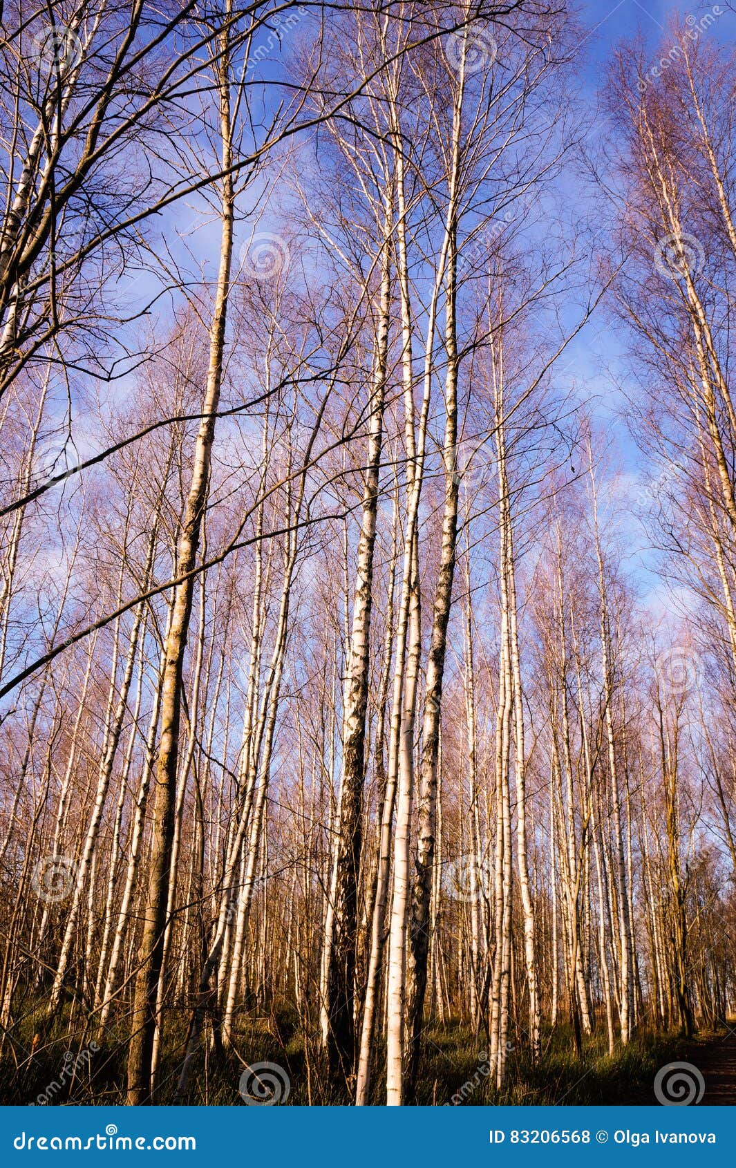 A way through birch forest stock photo. Image of path - 83206568