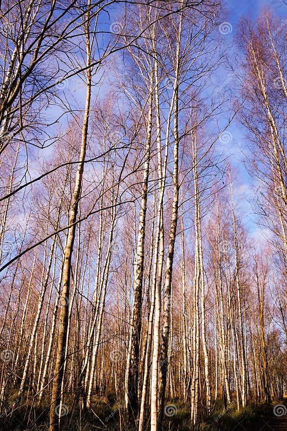 A way through birch forest stock photo. Image of path - 83206568