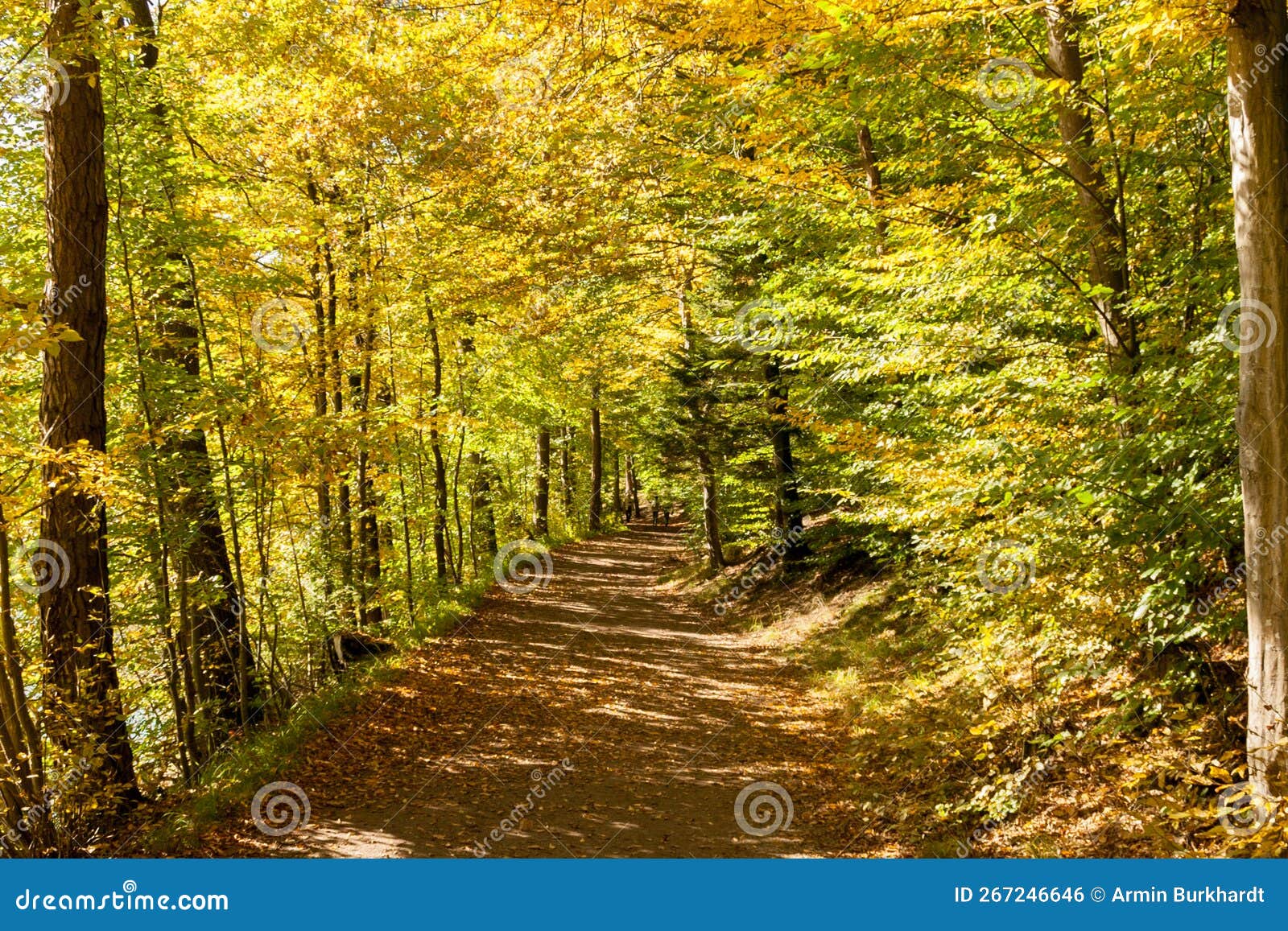 Way through a Deciduous Forest Autumn Stock Photo - Image of bright ...