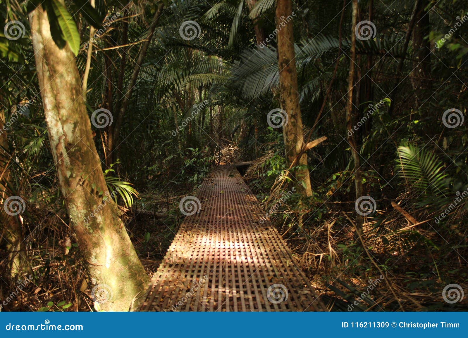 A Way through the Dense Jungle Stock Image - Image of link ...