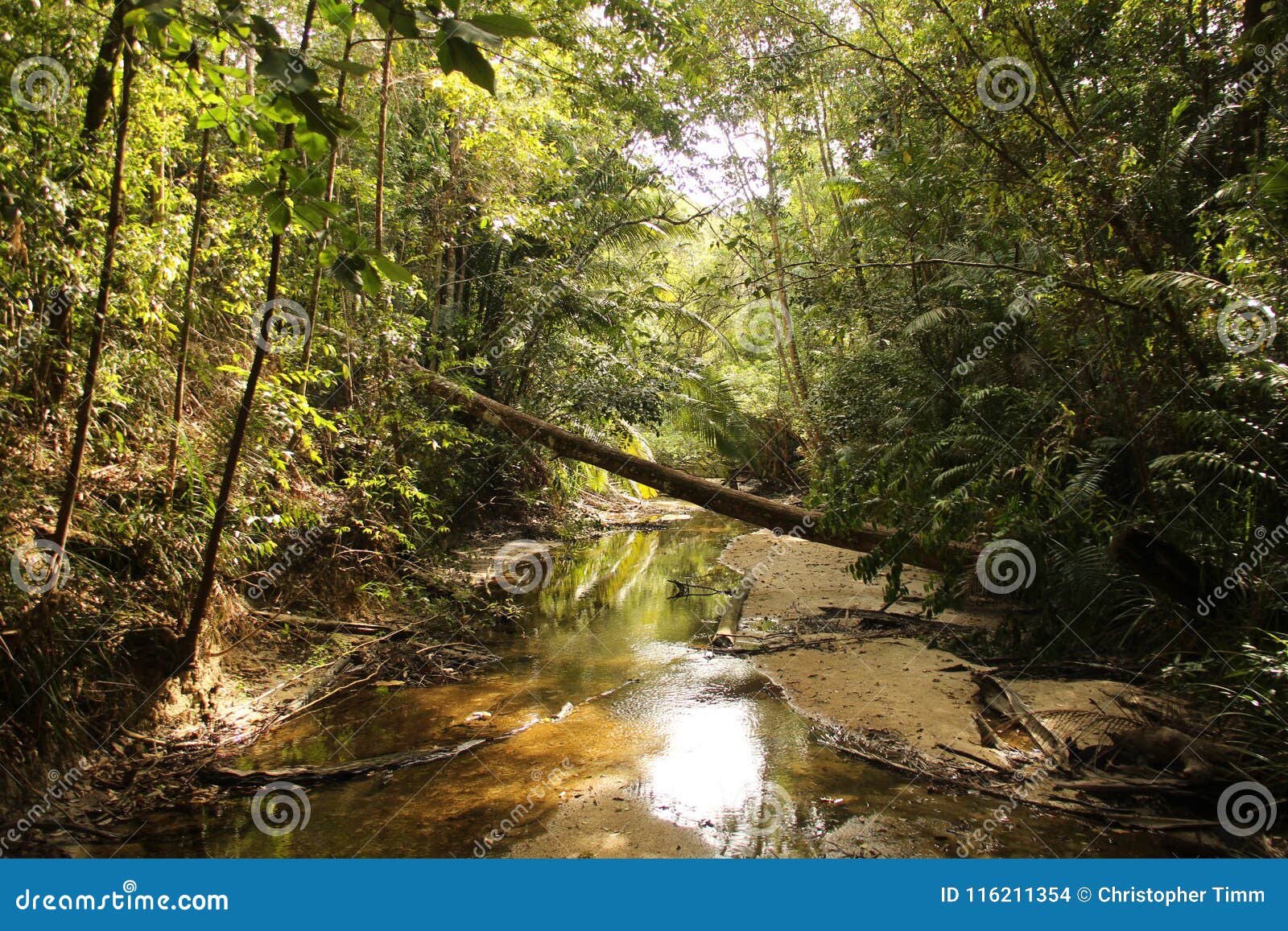 A Way through the Dense Jungle Stock Photo - Image of path, pathway ...