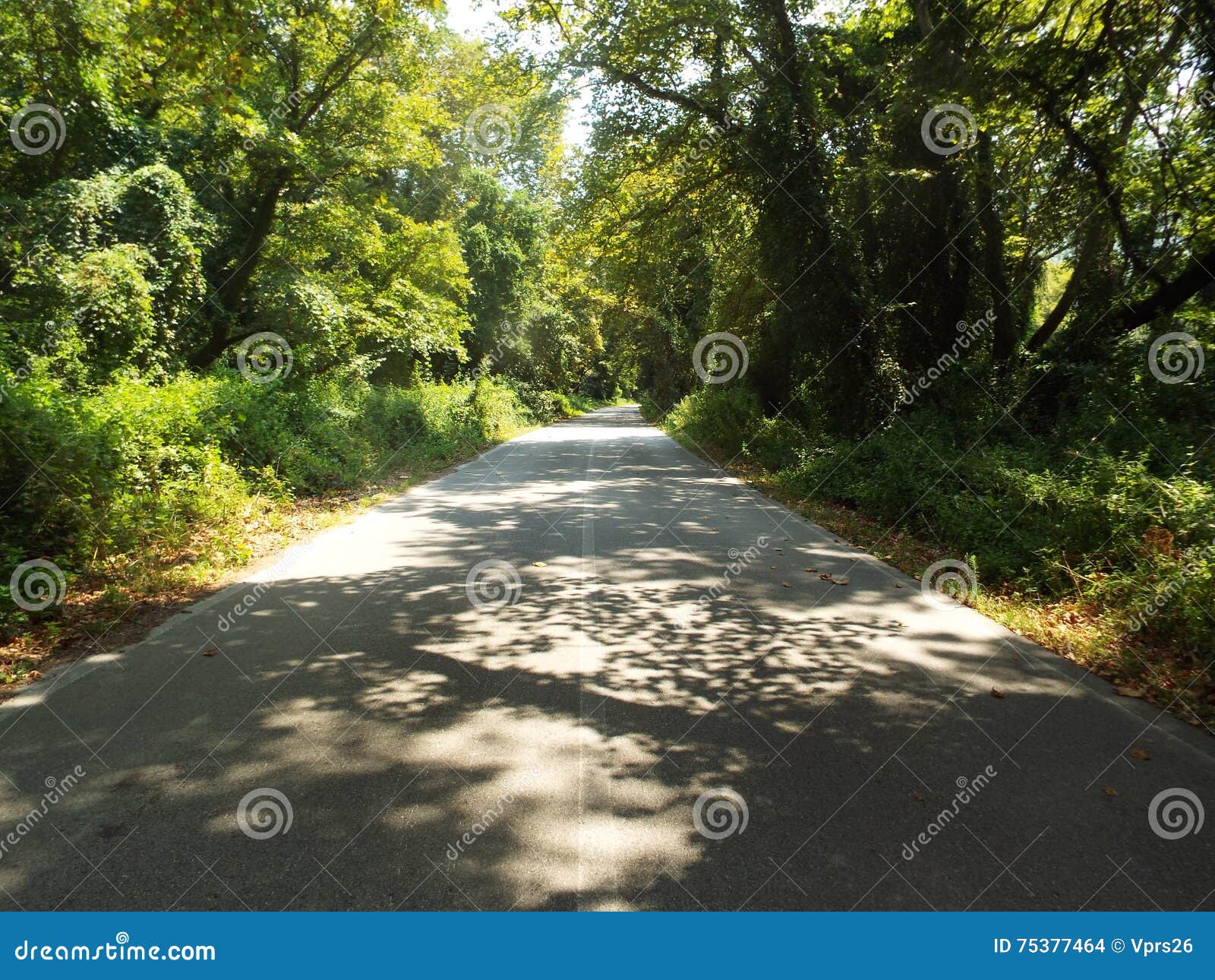 Way through Dense Vegetation Stock Photo - Image of trees, grass: 75377464