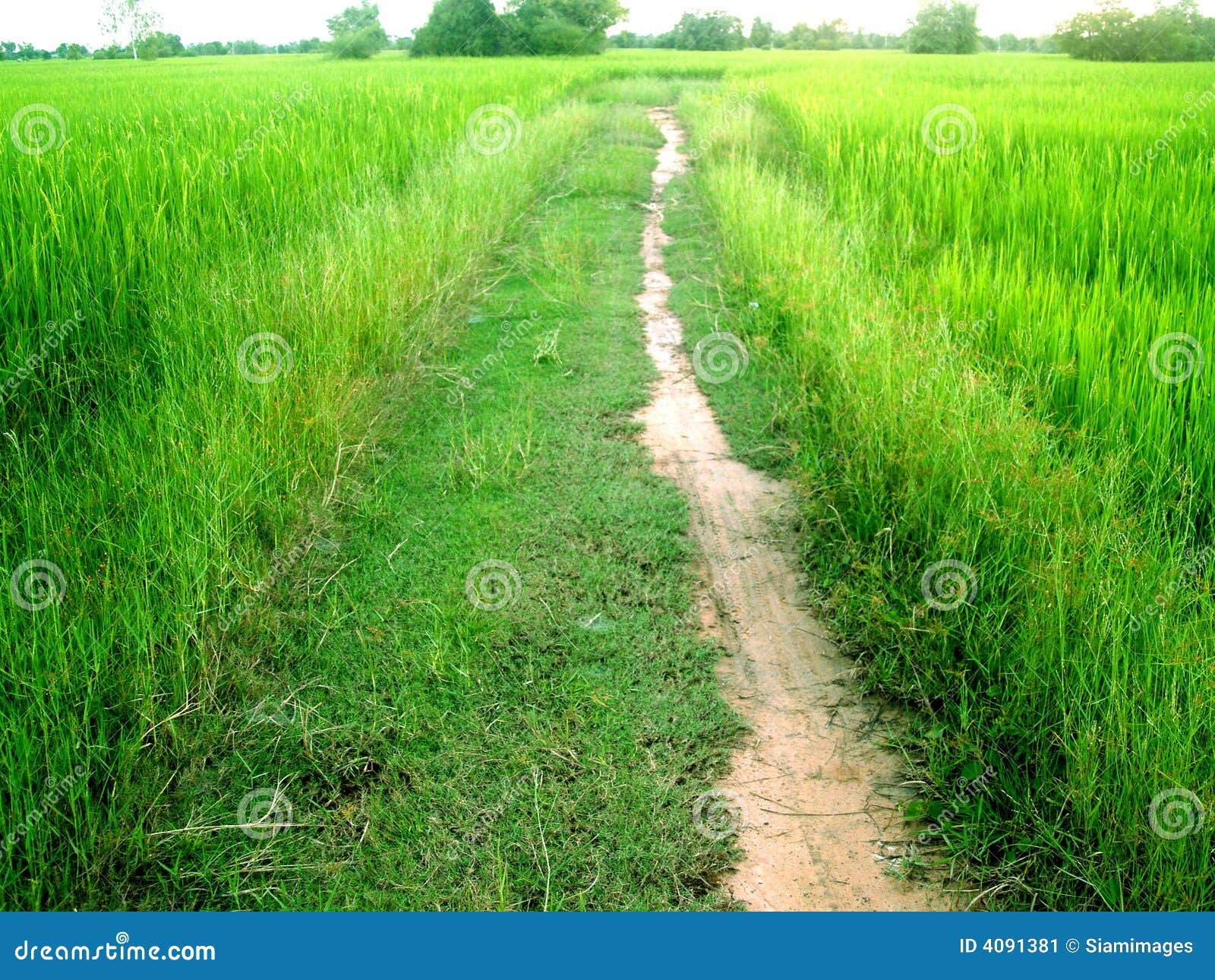 Way in farm stock image. Image of rice, winding, plant - 4091381