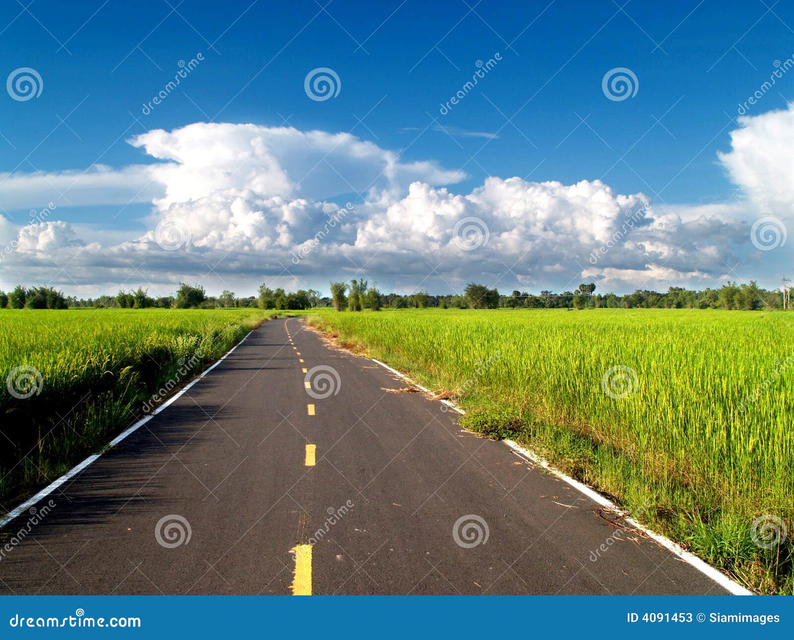 Way in farm 8 stock image. Image of plant, farming, spring - 4091453