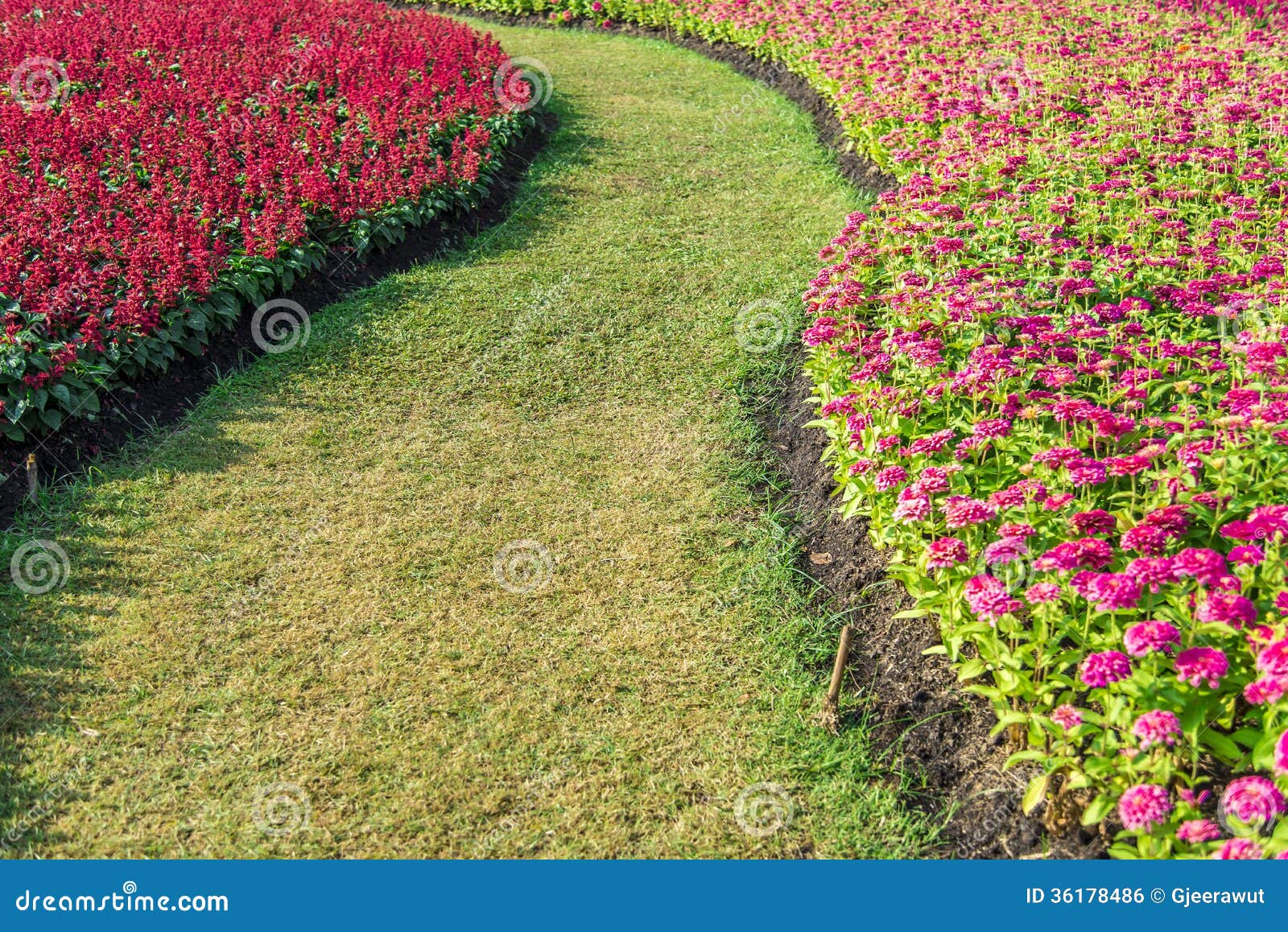 On the Way of Flower in the Garden2 Stock Photo - Image of gerbera ...