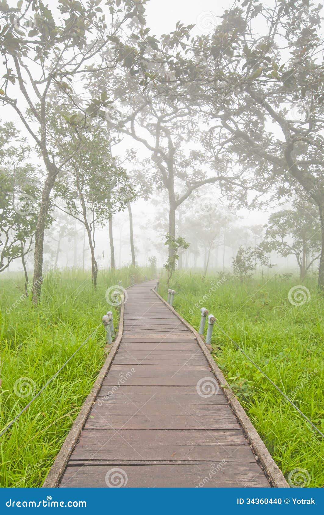 Way in fog forest stock photo. Image of light, magic - 34360440