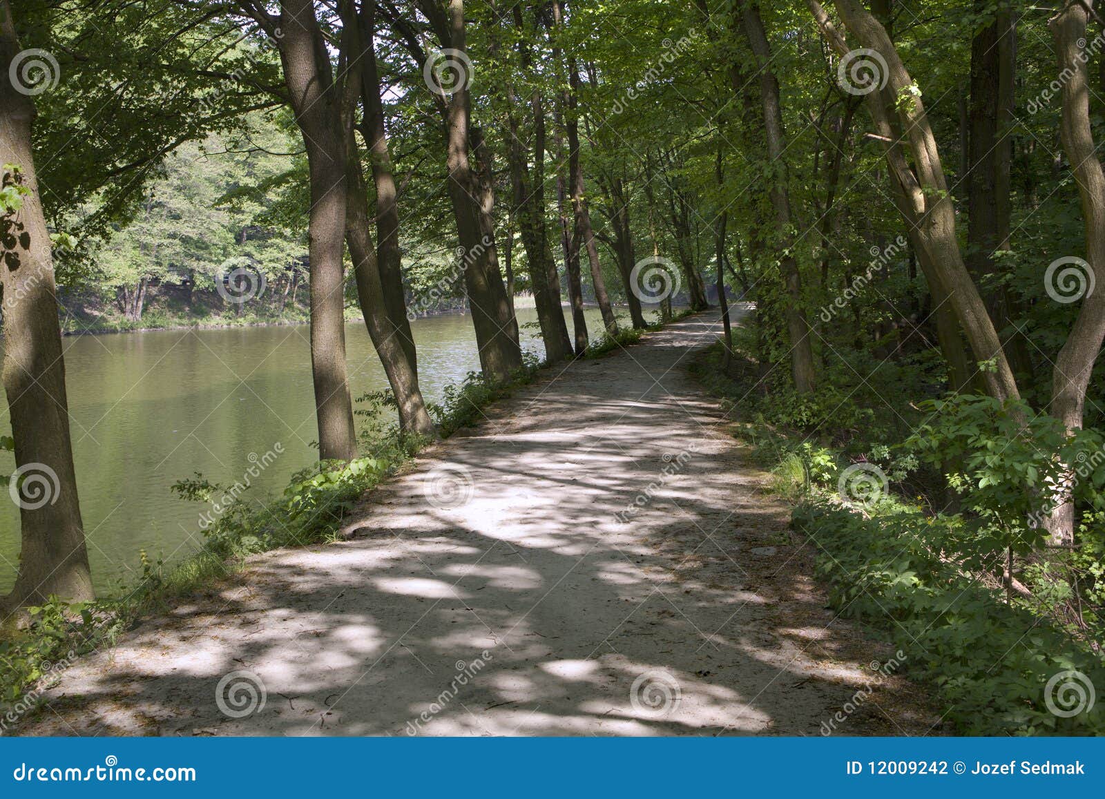 Way in forest stock photo. Image of blat, conservation - 12009242