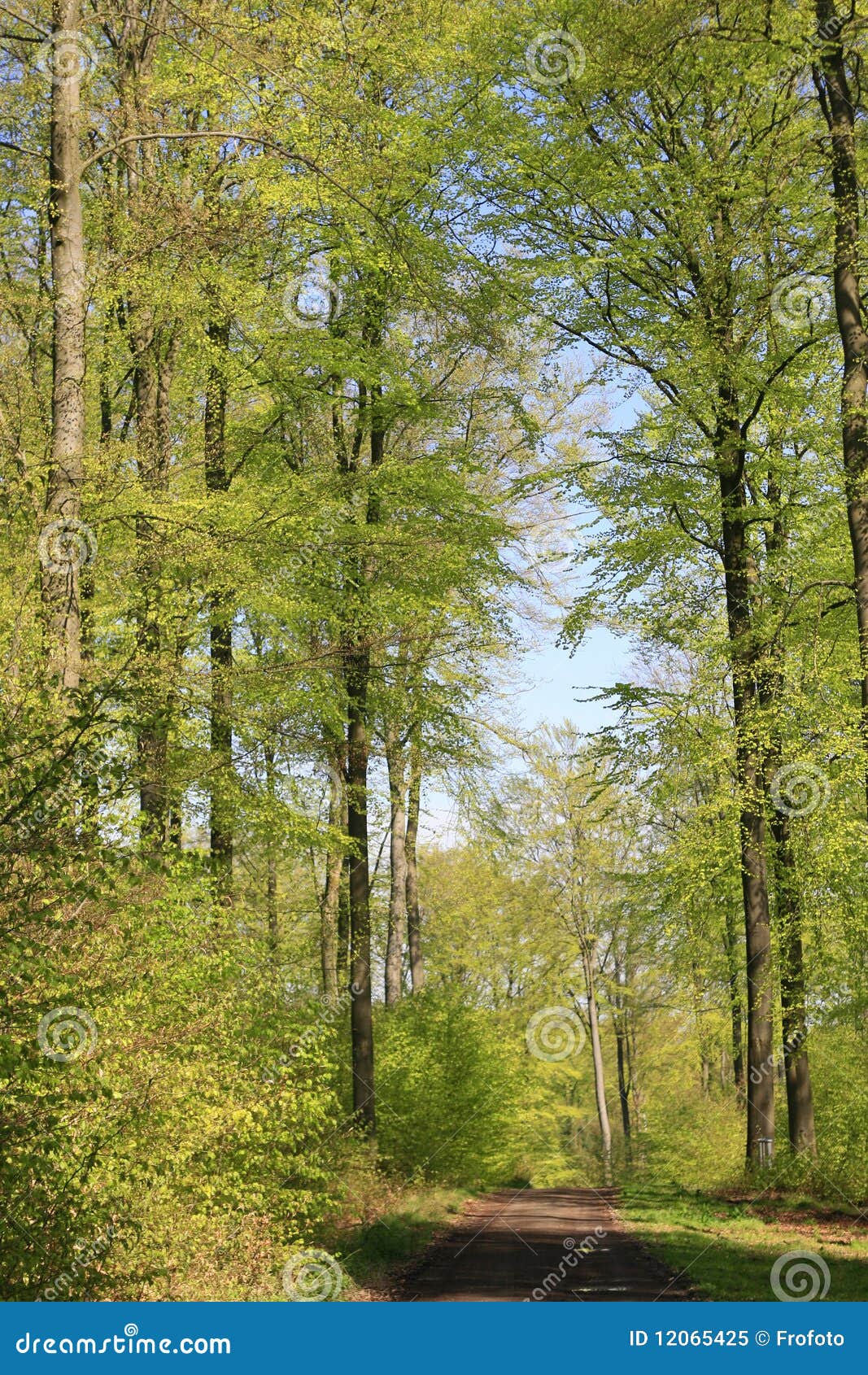 A way in the forest stock image. Image of foliage, scenery - 12065425