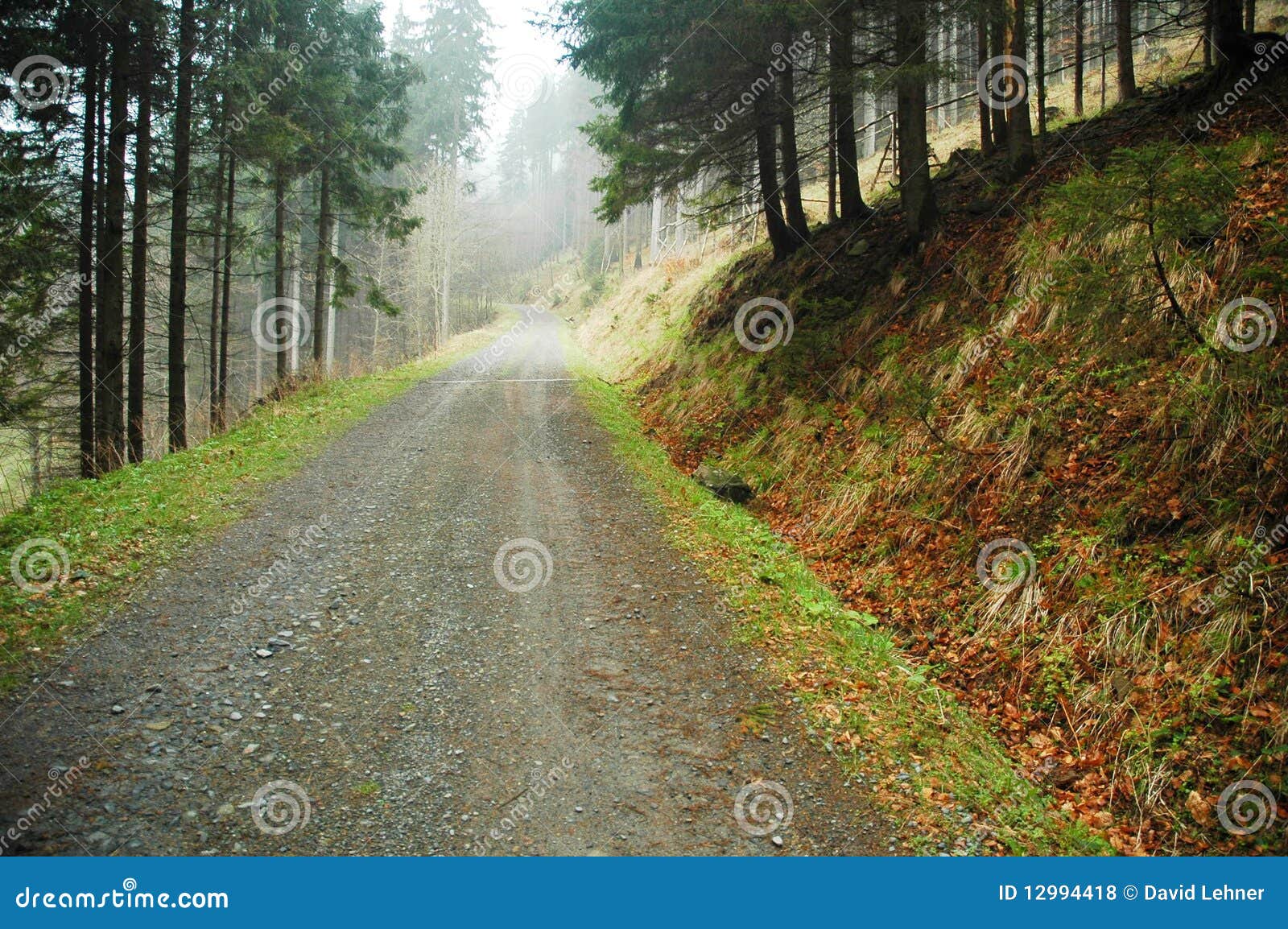 Way in forest stock photo. Image of path, landscape, czech - 12994418