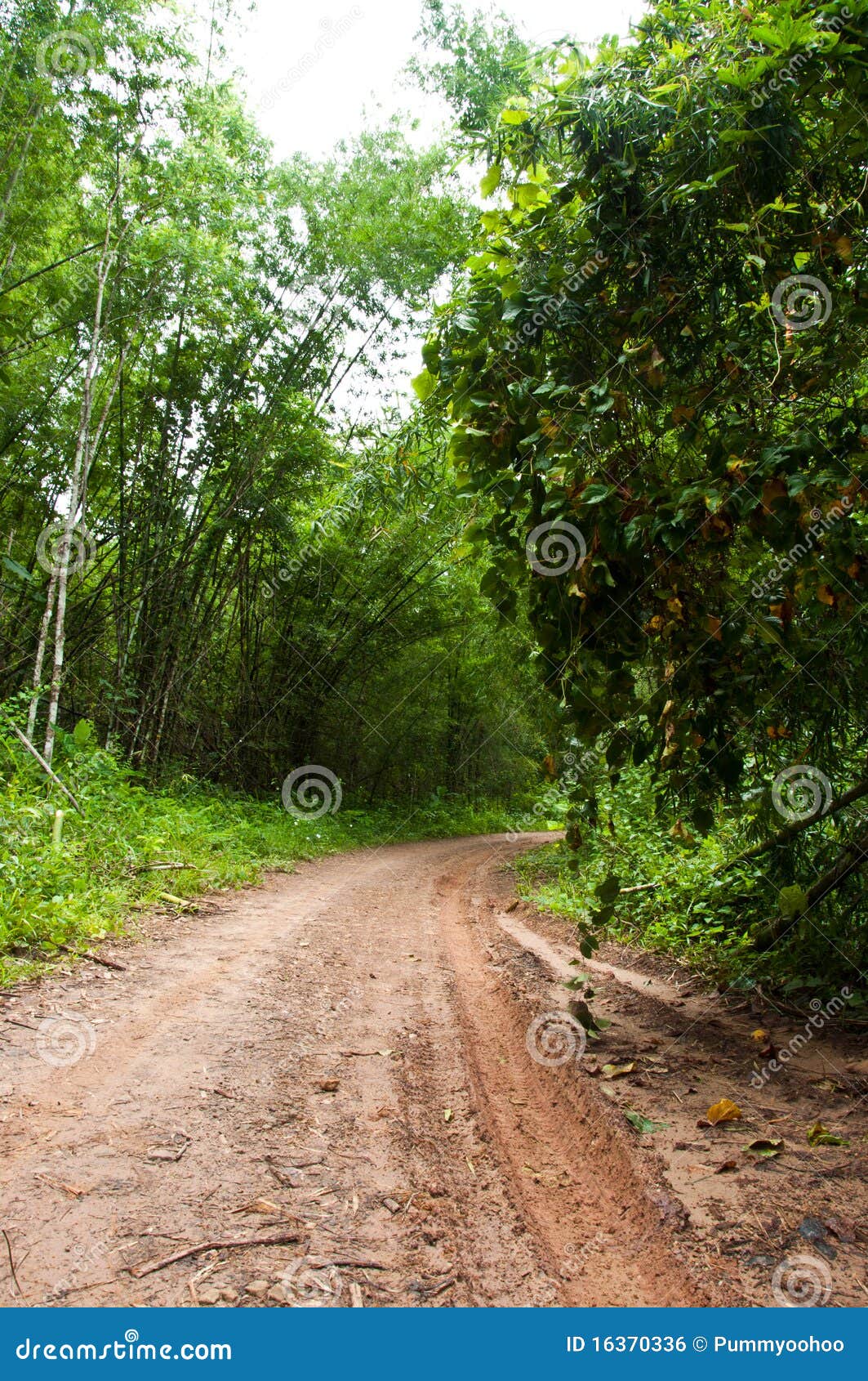 Way in forest stock photo. Image of growth, landscape - 16370336