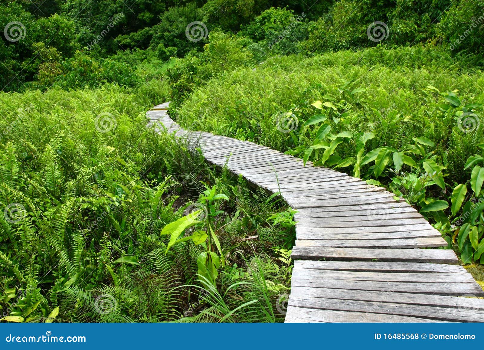 The way in forest stock photo. Image of pattern, grass - 16485568