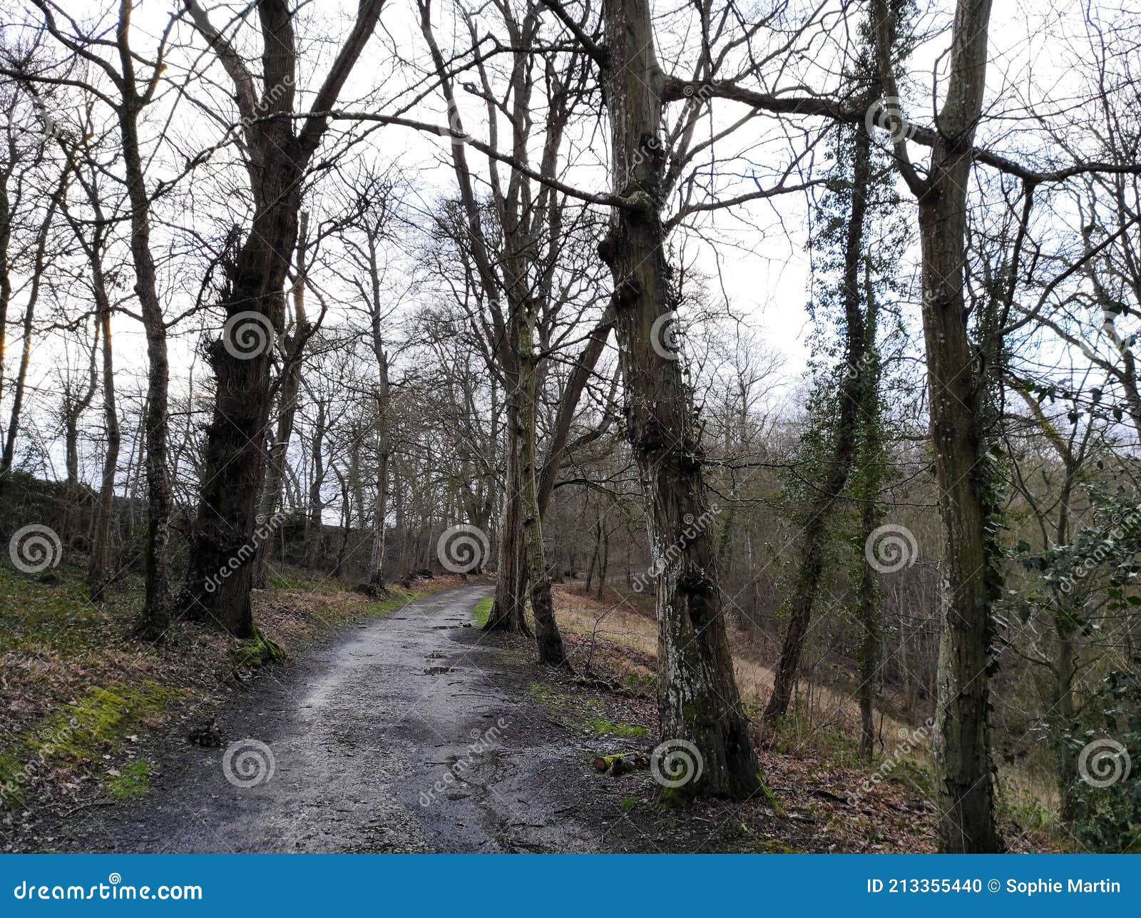 Way in forest stock photo. Image of autumn, landscape - 213355440