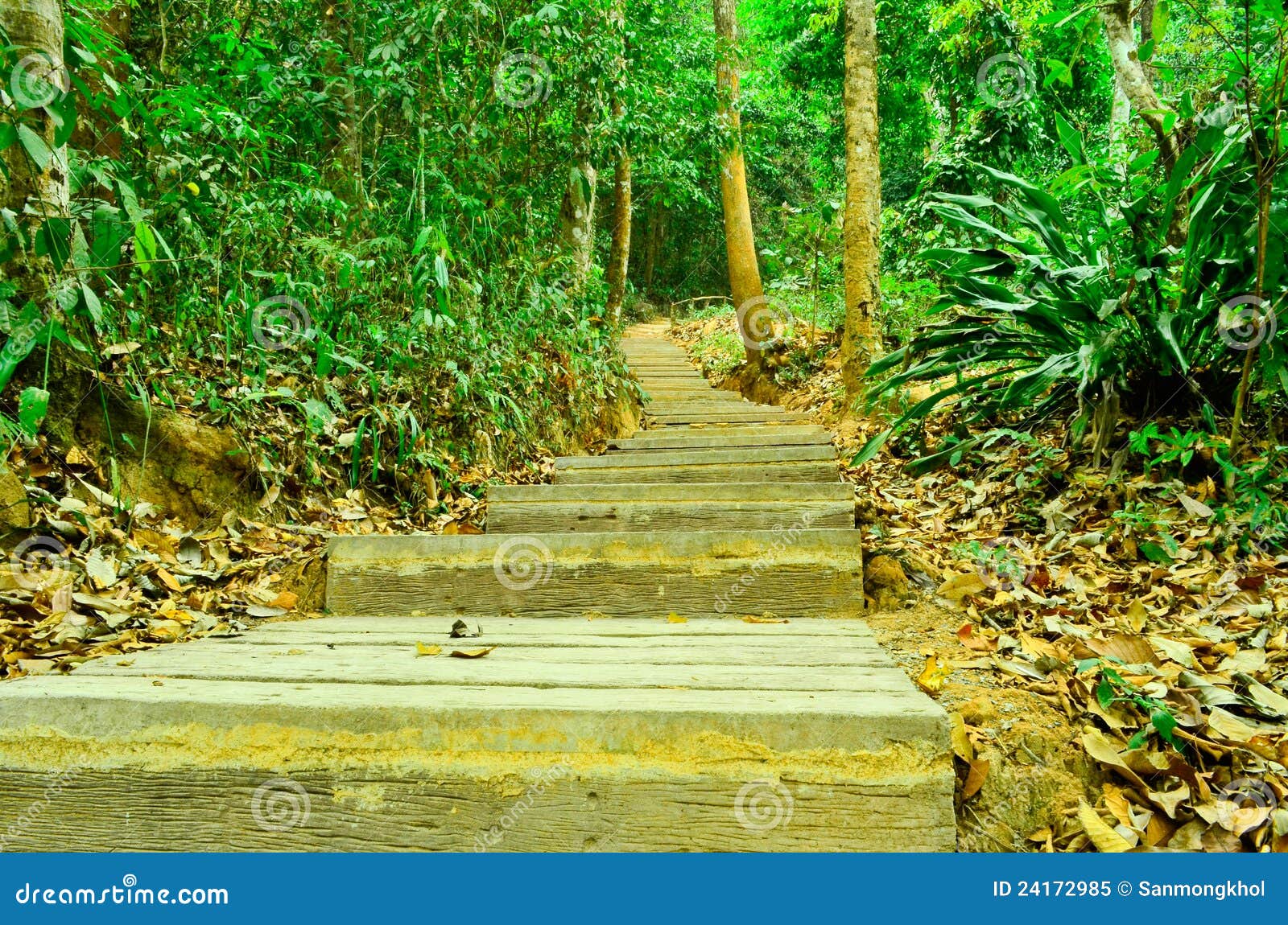 Way in the forest. stock image. Image of flower, green - 24172985