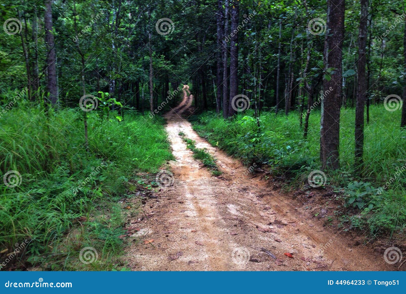 Way in forest stock image. Image of nature, park, road - 44964233