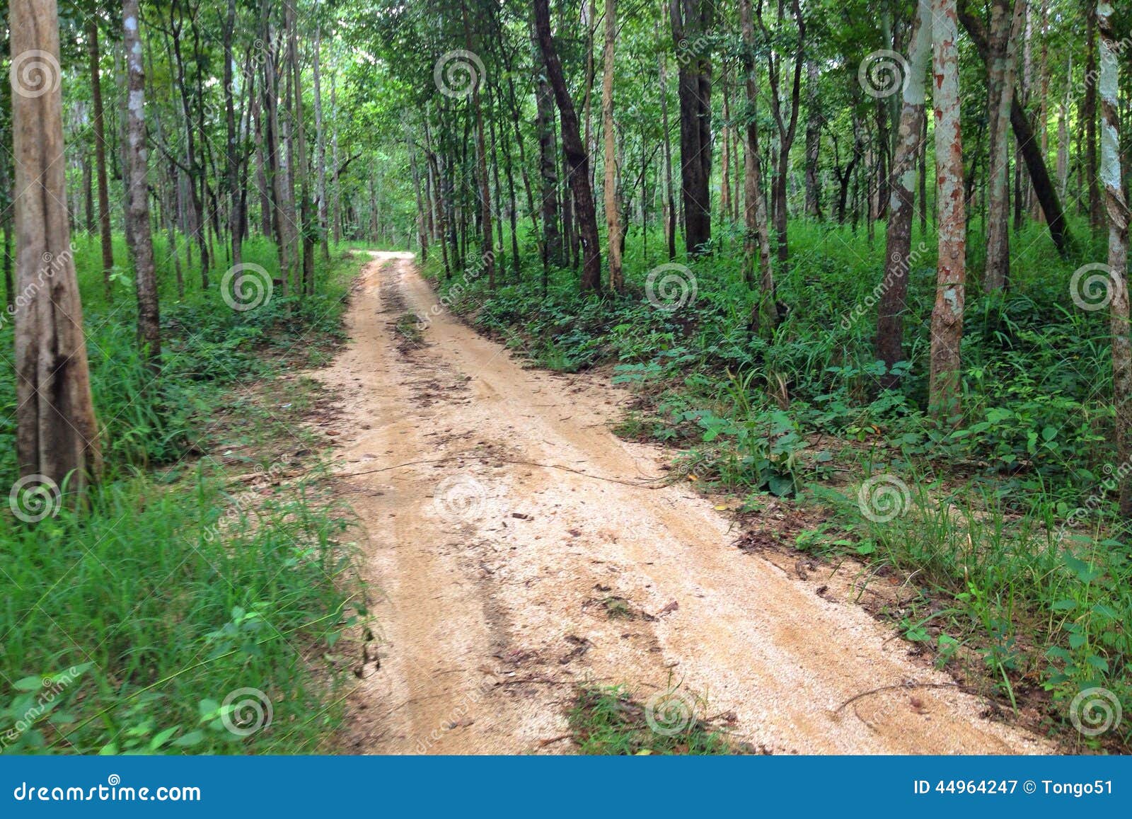 Way in forest stock image. Image of jungle, ecosystem - 44964247