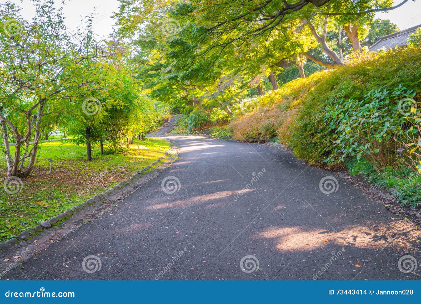 Way in forest . stock photo. Image of green, dark, park - 73443414