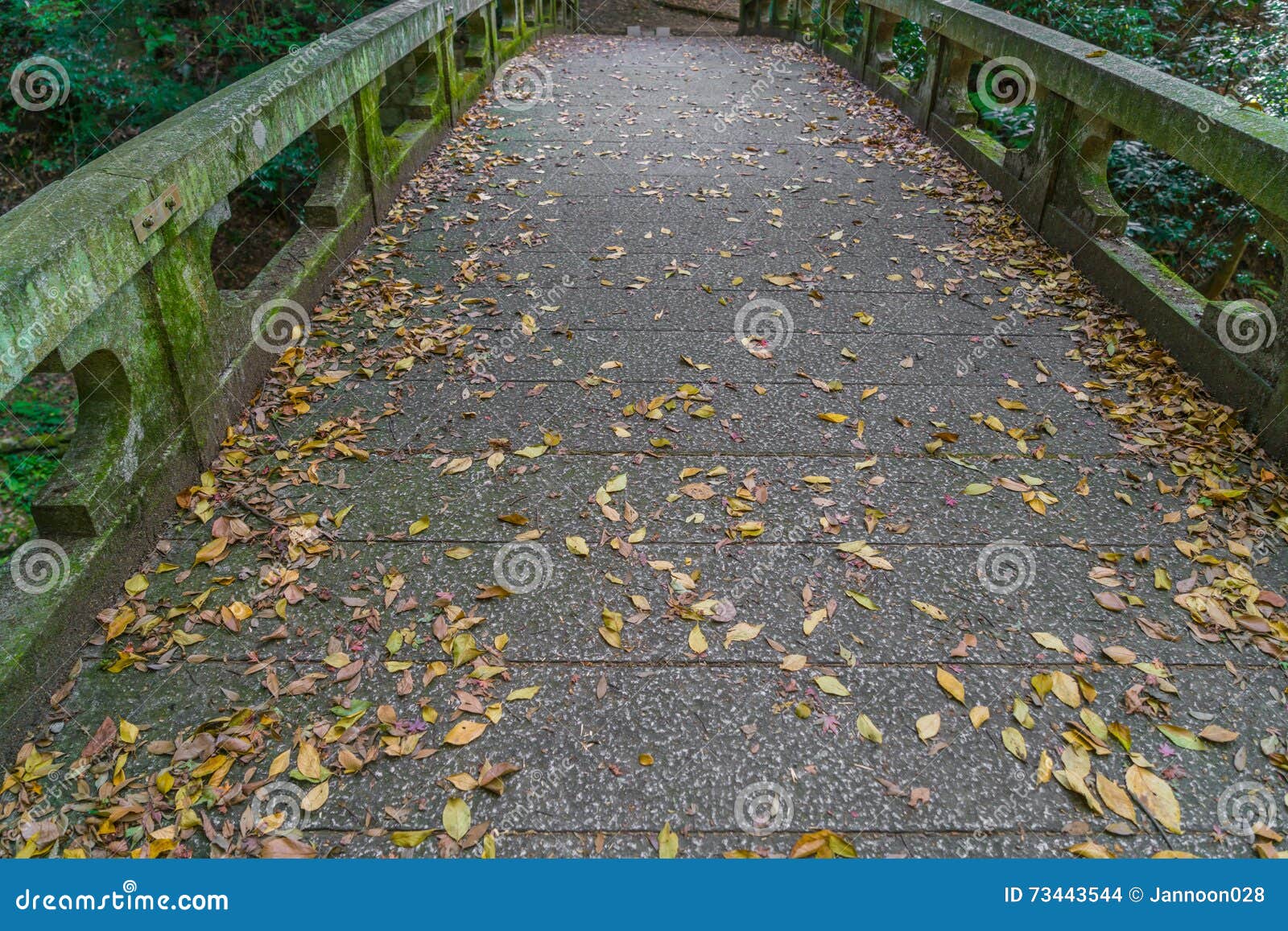 Way in forest . stock photo. Image of lush, russia, ground - 73443544