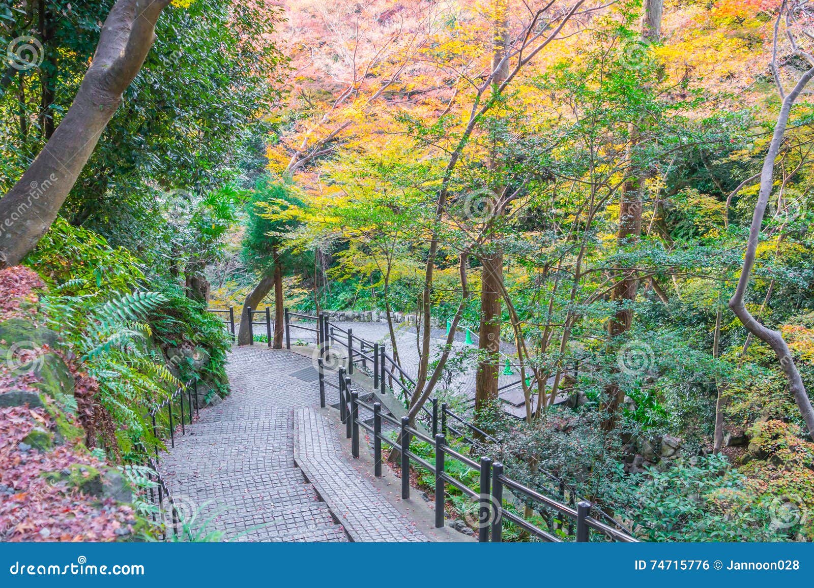 Way in forest . stock photo. Image of nature, lane, lush - 74715776