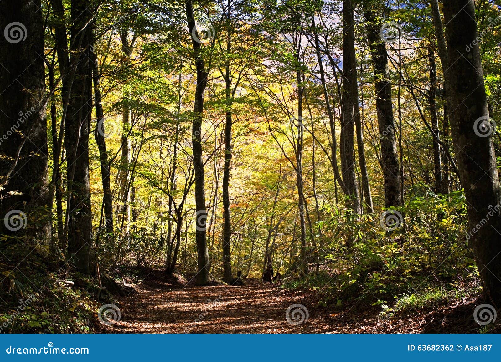 Way in the Forest with Autumn Leave Stock Photo - Image of foliage ...