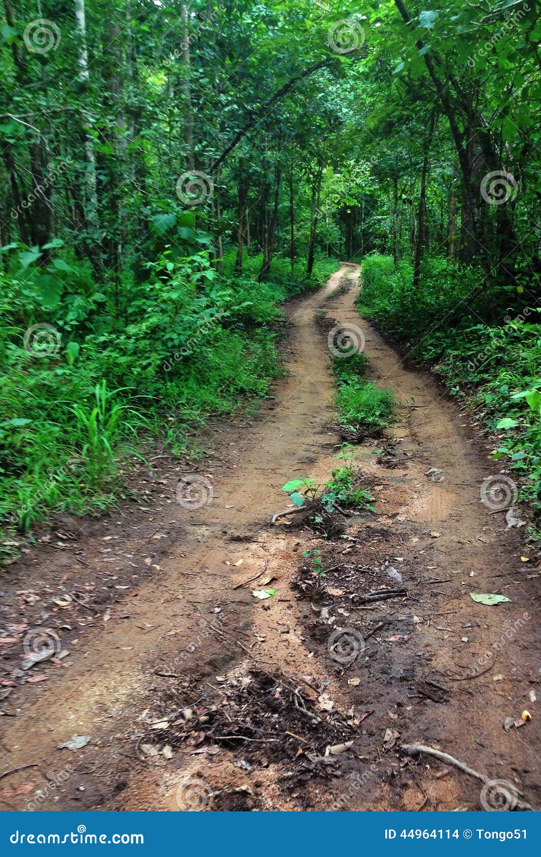 Way in forest stock photo. Image of forest, nature, adventure - 44964114