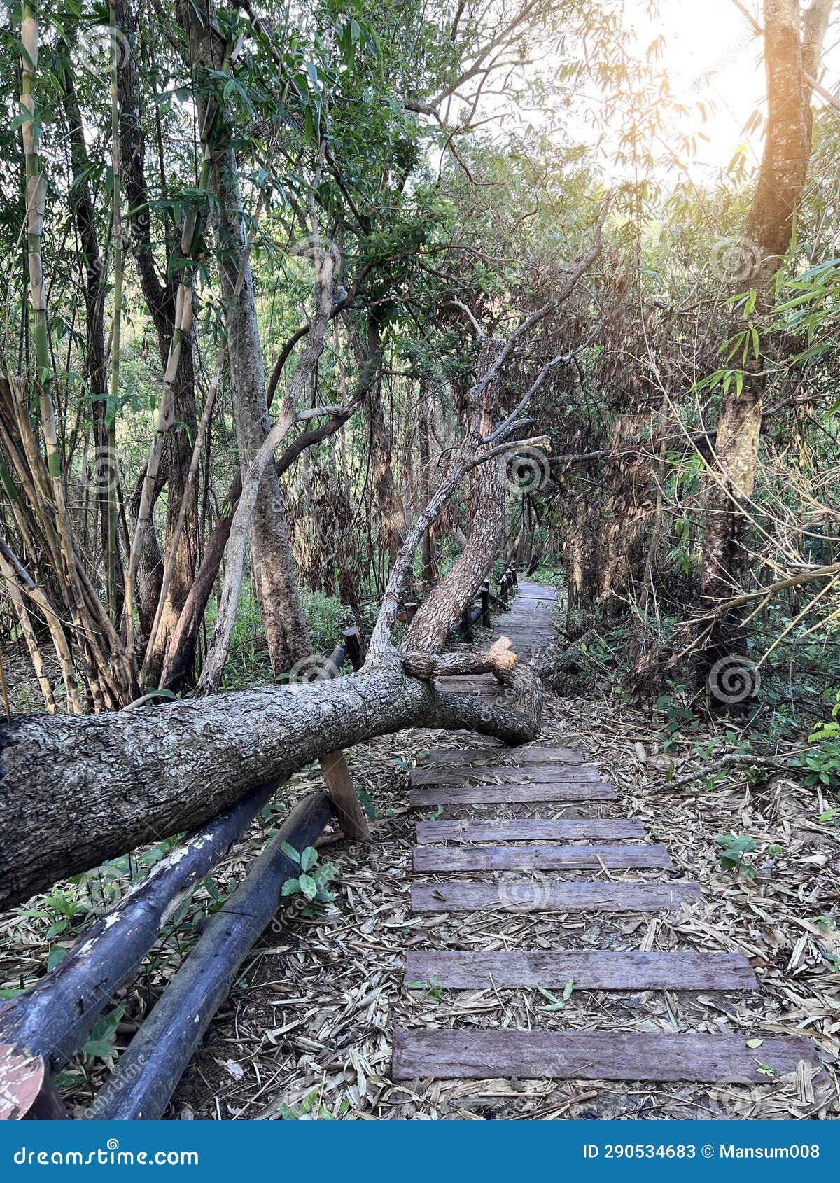 Way in the Forest with Broken Tree Stock Image - Image of scenic, path ...
