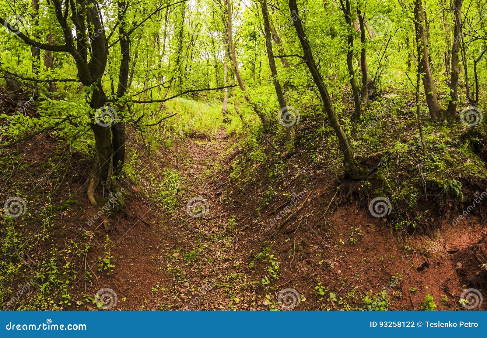 Way in forest stock photo. Image of path, bright, outdoor - 93258122