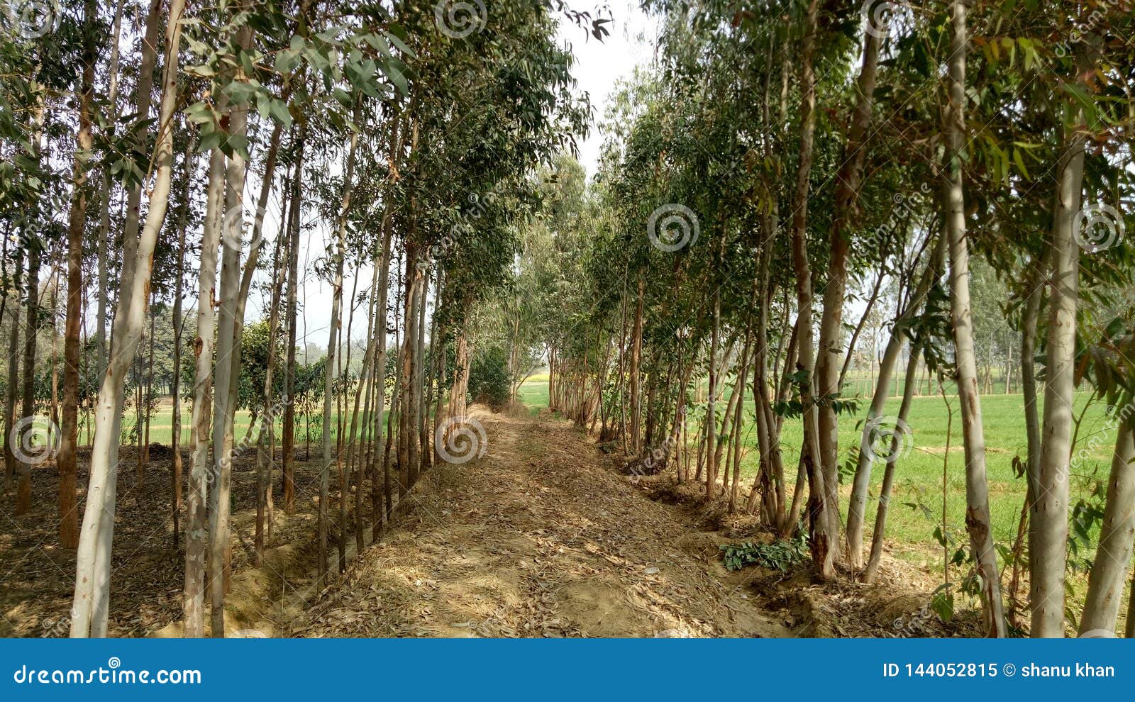 Indian forest way stock image. Image of india, trees - 144052815