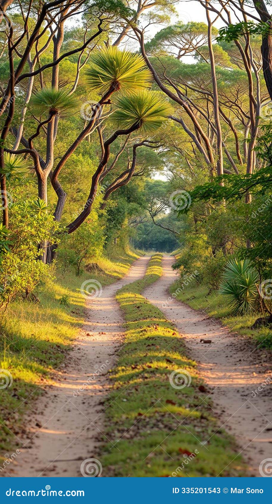 Way in the forest photo stock image. Image of wood, environment - 335201543